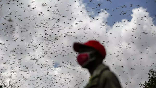 How climate change could worsen locust outbreaks and threaten food ...