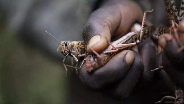How climate change could worsen locust outbreaks and threaten food ...
