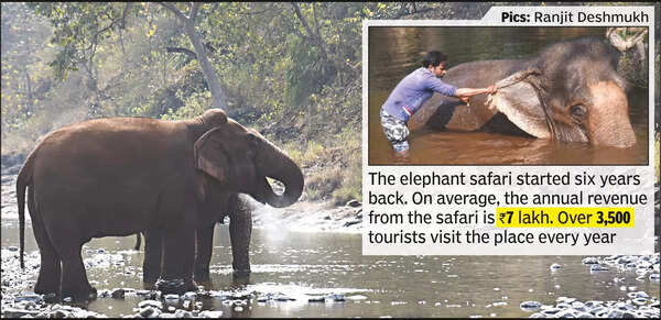 Elephant Safari: Melghat Tiger Reserve in Amravati: The Only Place for ...
