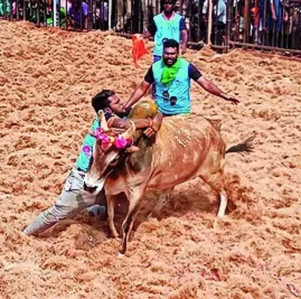 19 injured after bulls go berserk at Jallikattu event in Tamil Nadu's ...