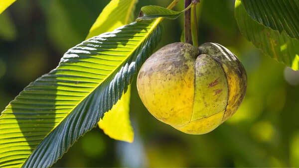 What is Chalta? Lesser known benefits of this rare fruit of Bengal ...