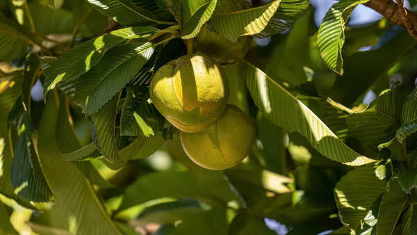 What is Chalta? Lesser known benefits of this rare fruit of Bengal ...