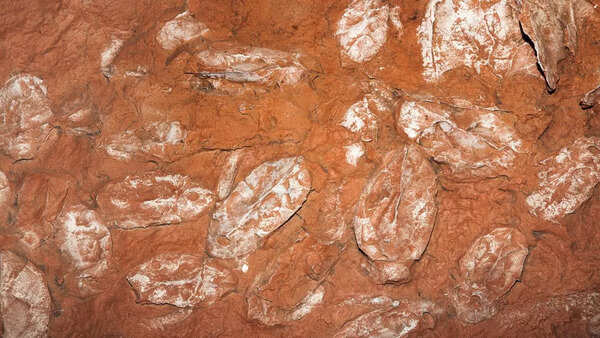 This 390-million-year-old forest of South West England reveals secrets ...