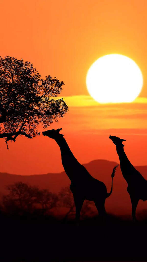 Meet Deepika Padukone's super hot stylist Shaleena Nathani - Times of India