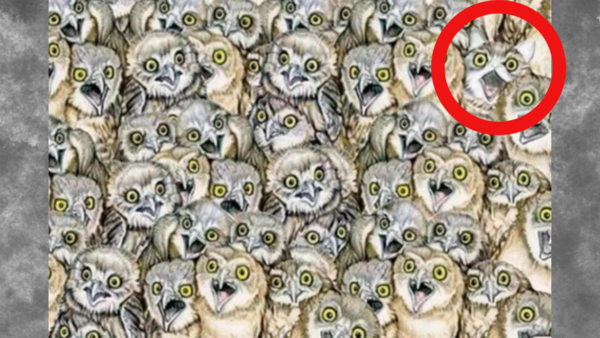 Optical illusion: Can you spot the fake owl in under 6 seconds? - Times ...