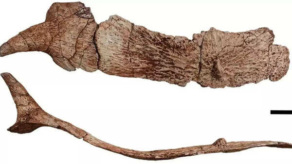 This 200-million-year-old ancient crocodile walked the earth before ...