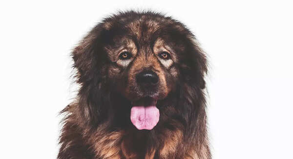 KNOW THE 23 DOG BREEDS FACING BAN - Times of India