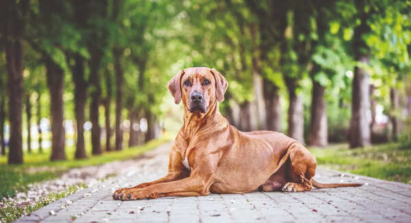 KNOW THE 23 DOG BREEDS FACING BAN - Times of India