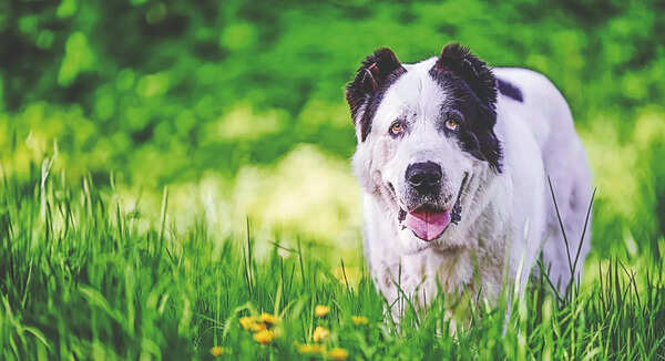 KNOW THE 23 DOG BREEDS FACING BAN - Times of India