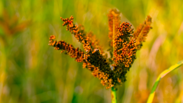Amazing health benefits of eating Ragi for breakfast - Times of India