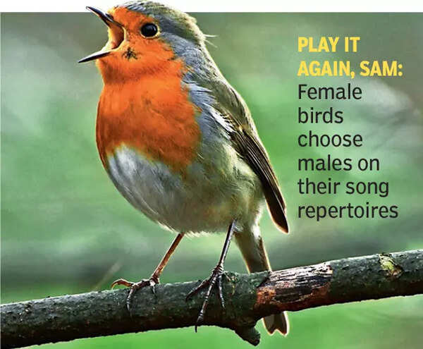 ‘Their culture keeps changing over time — but signalling among animals ...