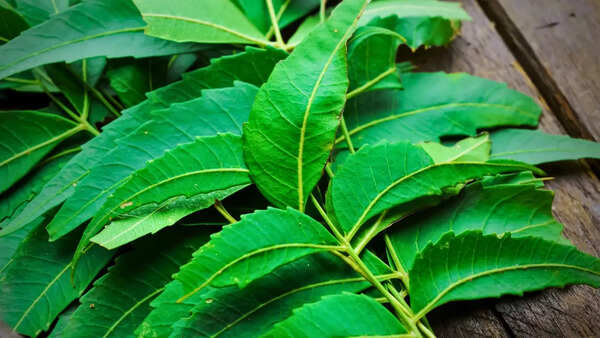Discover the Incredible Benefits of Neem Leaves for Summer Health ...