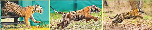 Tiger Conservation Translocation Project: 3rd Tigress Moved From Tadoba ...