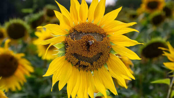 Explained: What is Pareidolia and why this phenomena is so fascinating ...