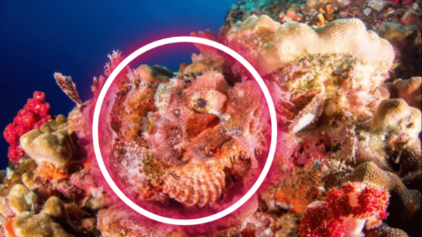 Optical Illusion test: Spot the colorful hidden fish amongst the coral ...