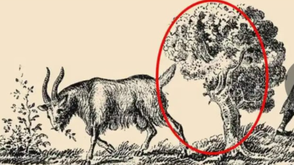 Brain teaser: Spot the owner of this goat in 12 seconds proving you ...