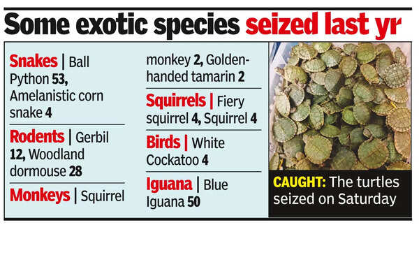 Red-Eared Slider Turtles: 5k Red-eared Slider Turtles Seized At City ...