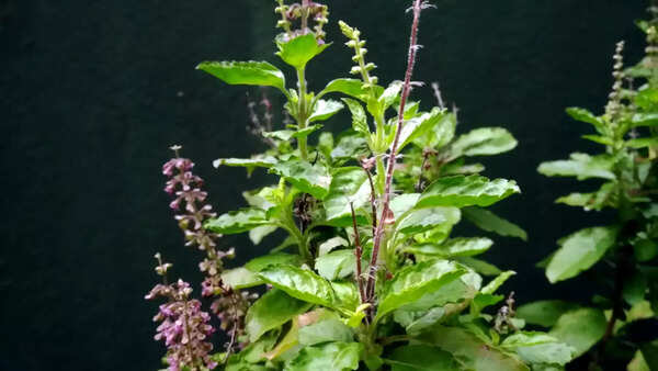 Benefits of consuming Tulsi Leaves on an empty stomach - The Times of India