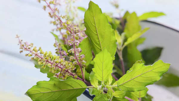 Benefits of consuming Tulsi Leaves on an empty stomach - The Times of India
