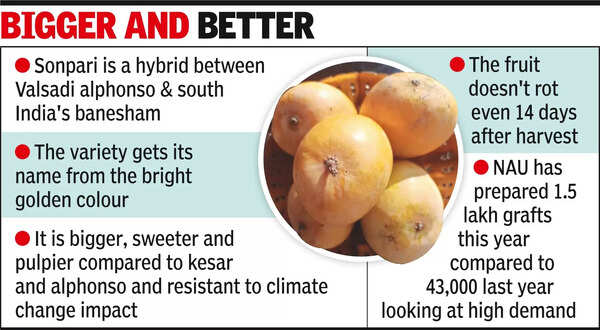 Sonpari: Sonpari Ushering Sweet Change In Kesar Mango Hub | Rajkot News ...