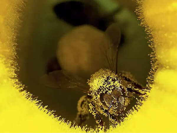 ‘There are 3,50,000 types of flowers — the same blossom offers varied ...