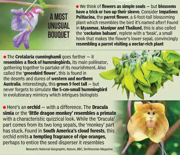 Flower power | India News - The Times of India