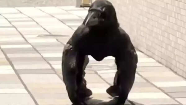 Is the buzz about Gorilla Crow real? | - Times of India
