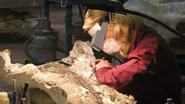 Is the discovery of a 90-million-year-old herbivorous dinosaur true ...