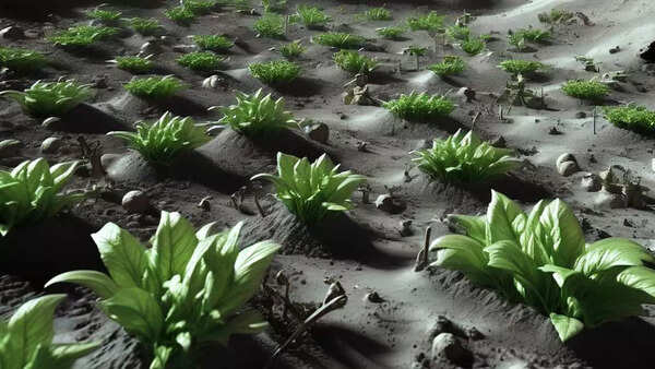 NASA's Artemis III Mission to Cultivate Plants on the Moon | - Times of ...