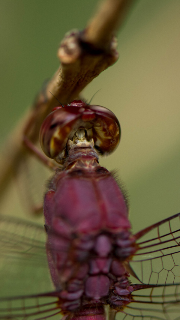 Sammakka Saralamma Jatara: India's largest tribal fest explained ...
