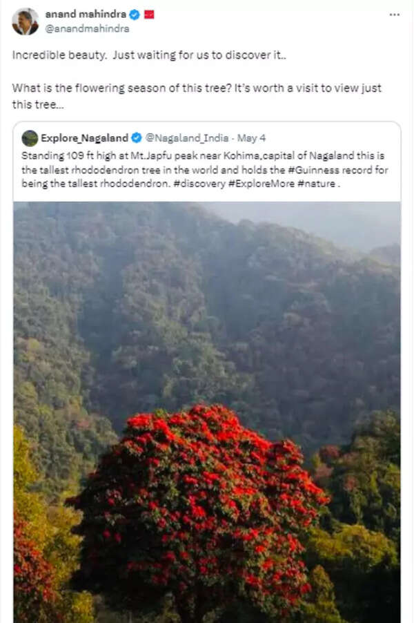 ‘It’s worth a visit’: Majestic rhododendron tree in Nagaland captures ...