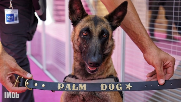 Meet the famous Palm Dog winners from Cannes - Times of India