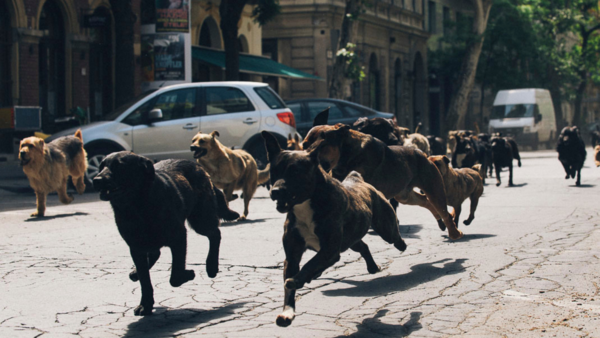 Meet the famous Palm Dog winners from Cannes - Times of India