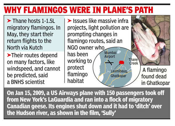 Flamingos: 39 flamingos dead after hitting plane near airport | Mumbai ...