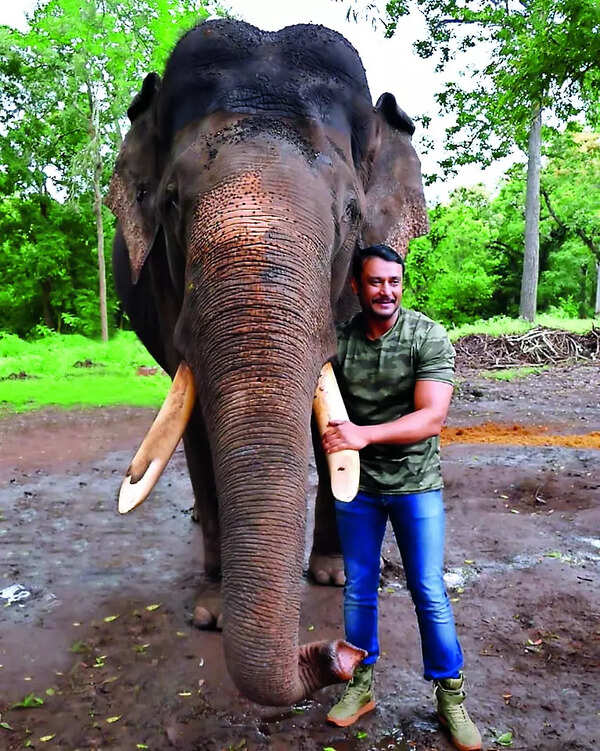 A glimpse into elephants returning back to woods after performing ...