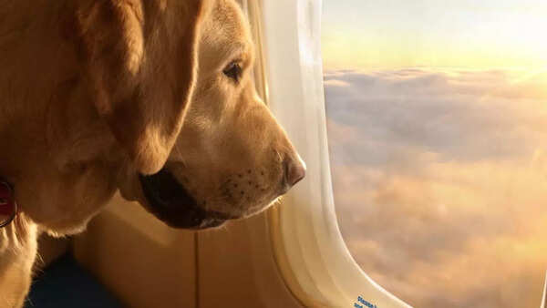 A flight for dogs! - Times of India