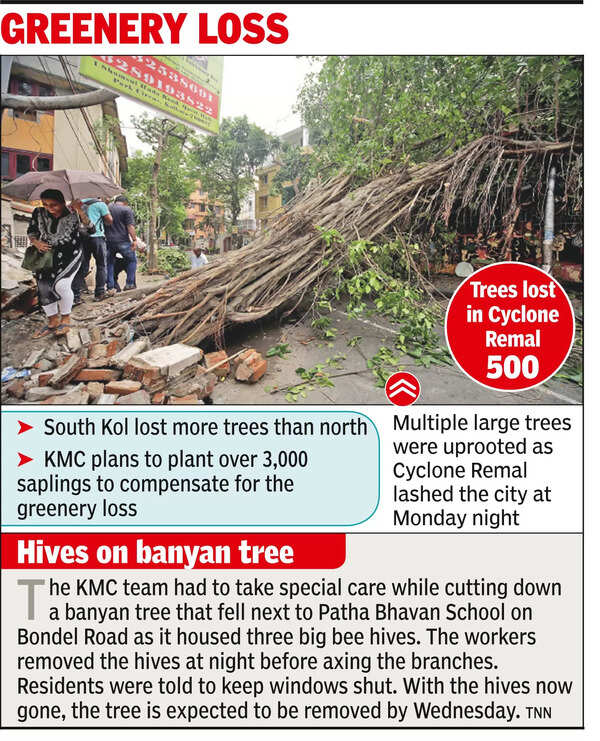 Trees: Cyclone Remal Uproots 500 Trees in Kolkata, Ranks Third in Green ...