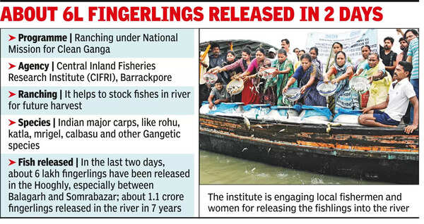 Fish Ranching: Scientists release fishlings in the Hooghly for future ...