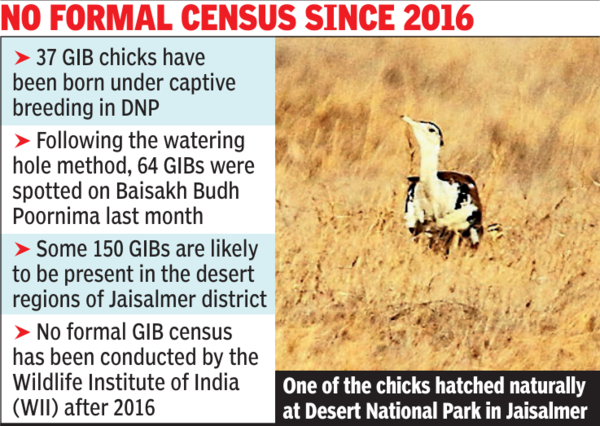 6 naturally laid GIB eggs boost conservation project in Desert National ...