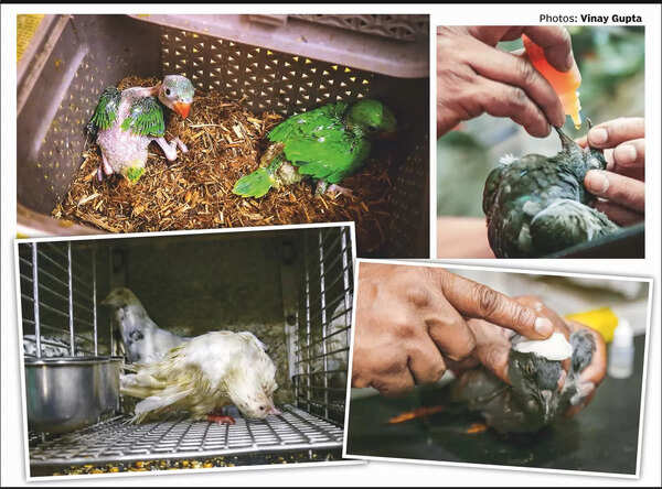 Birds: Heat havoc: Hospital rush shows how birds are battling for ...