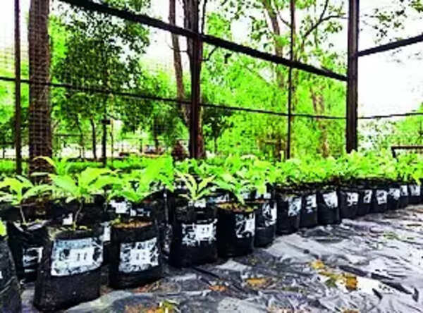 Medicinal Plants: CU student conducts research to save endangered medicinal plants | Raipur News ...