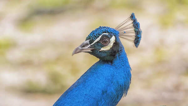 ‘Mrig Nayan’ to ‘Puppy eyes’: 13 animals with the most beautiful eyes ...