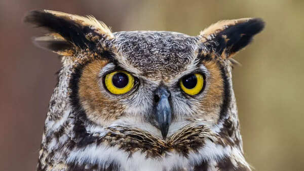 ‘Mrig Nayan’ to ‘Puppy eyes’: 13 animals with the most beautiful eyes ...