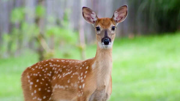 ‘Mrig Nayan’ to ‘Puppy eyes’: 13 animals with the most beautiful eyes ...
