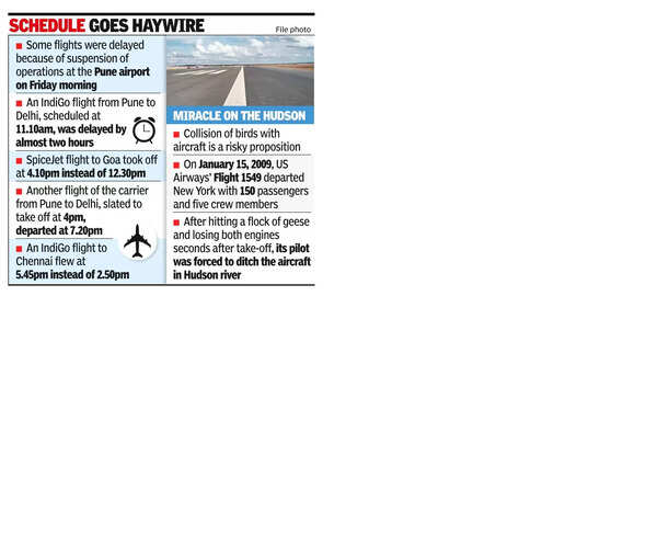 Bird Movements: Bird movements near runway impact flight operations at ...