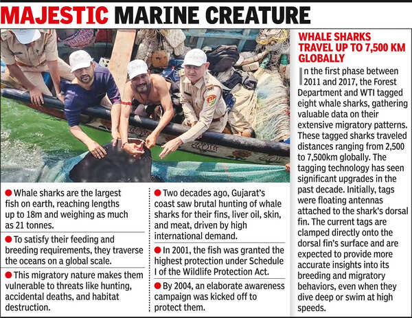 Whale Sharks: Satellite tags in two whale sharks off Gujarat coast face technical issues ...