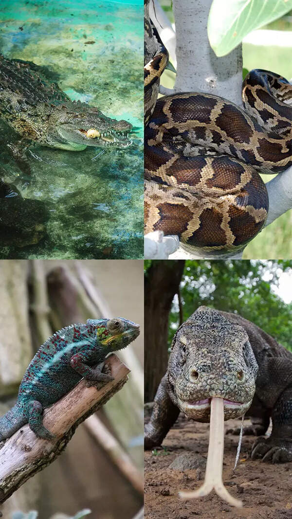 India's 5 leading Ayurveda destinations - Times of India