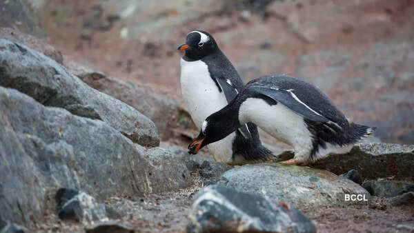 What is Pebbling, a viral romance trend that people are copying from ...