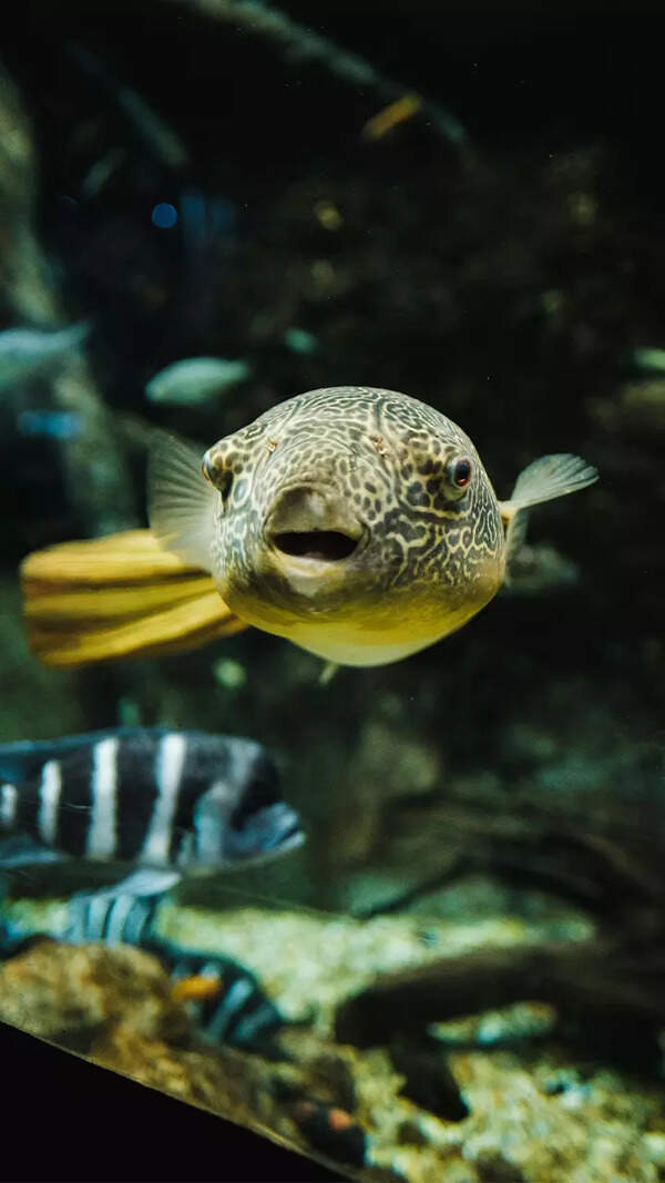 Beauty benefits of curd - Times of India