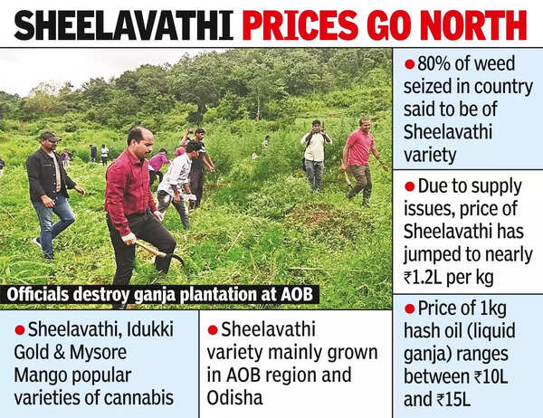From Rs 5,000 to Rs 1.2 Lakh: Sheelavathi ganja prices skyrocket amid ...